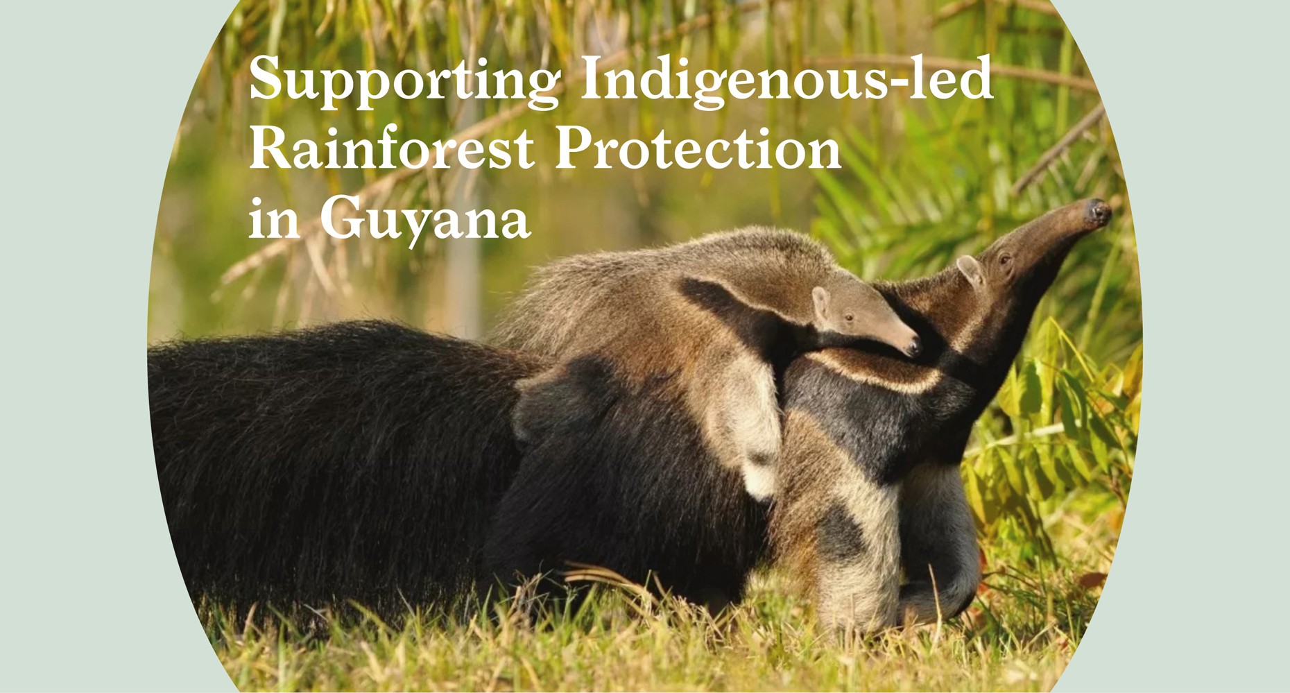 Supporting Indigenous-led Rainforest Protection in Guyana | Red-Inc